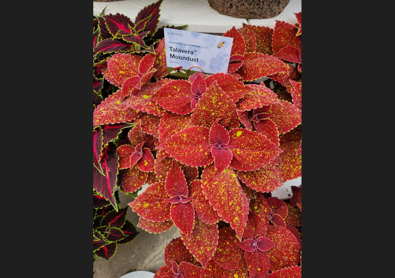 California Spring Trials 2024, USA