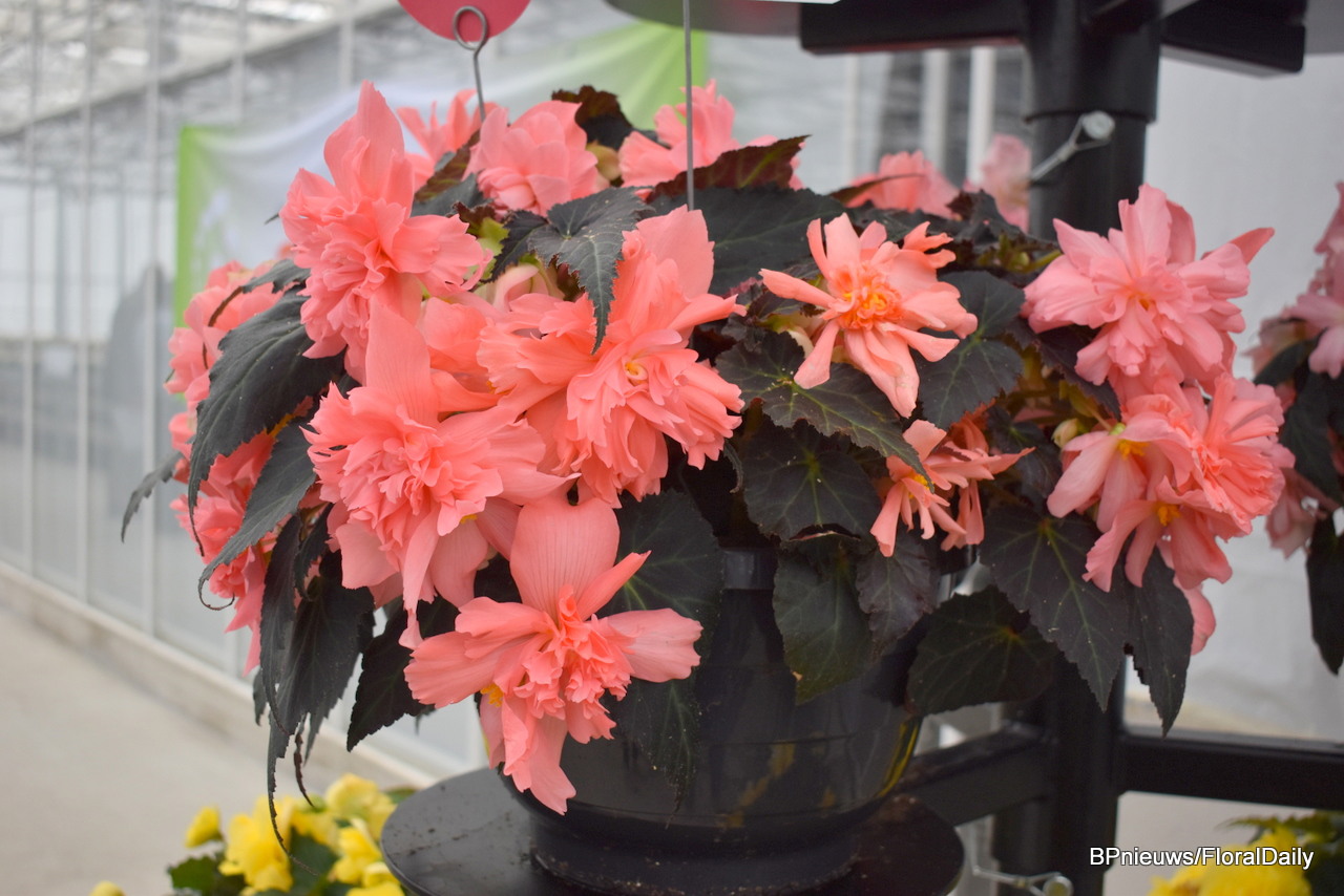 Dutch Spring Trails 2024