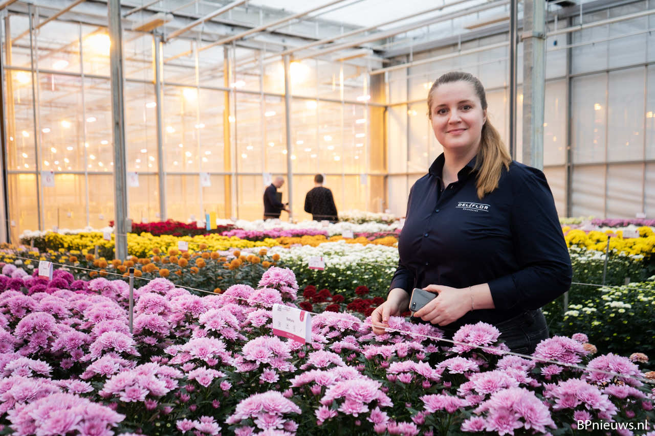 Middlemist Red flower: The world’s rarest flower