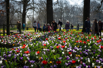 Middlemist Red flower: The world’s rarest flower