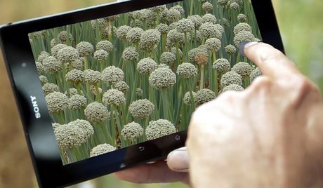 Crop scouting with the new Agriware Fieldbook app