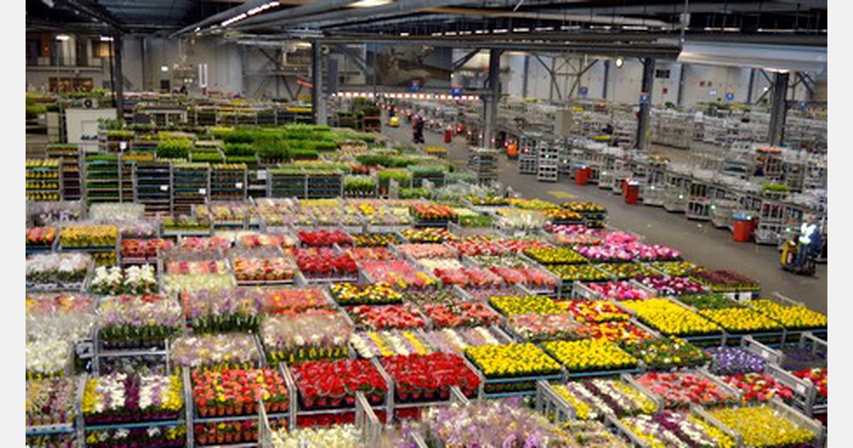 Dutch flowers and plants export 4% higher