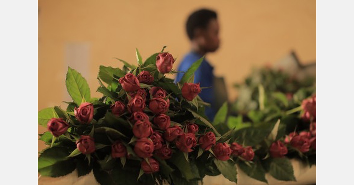 Rwandan flowers to get more markets through The Netherlands’ flora hub