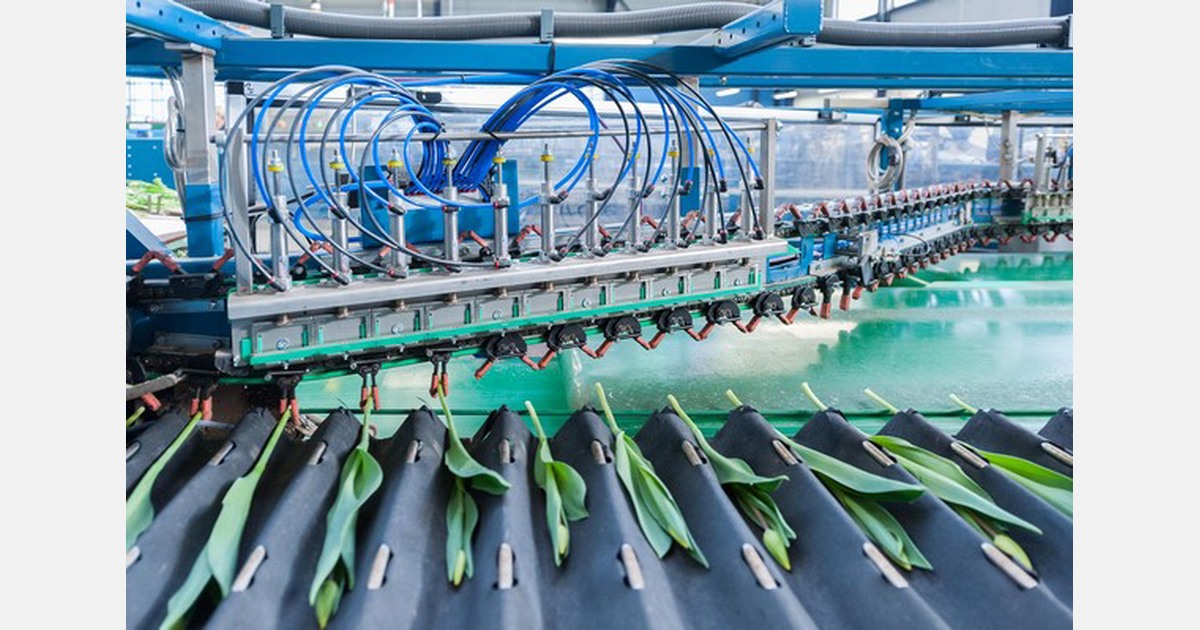 Automatic sorting and arranging by the color of tulips with TulipMixStar