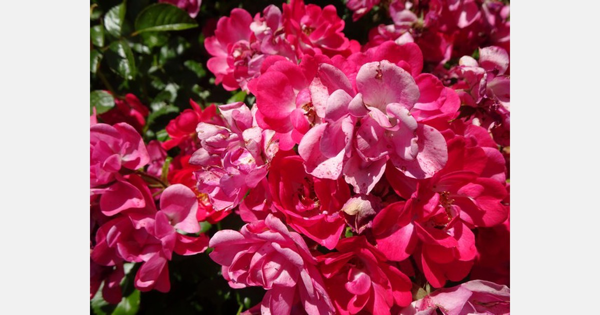 Belgium: 59th International Rose Examination in Kortrijk