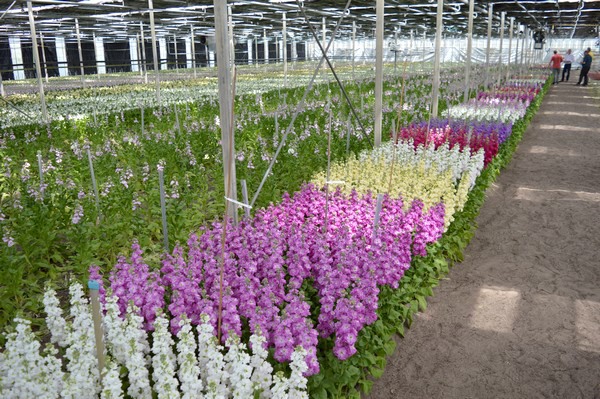 "Matthiola trials show a breeding breakthrough"