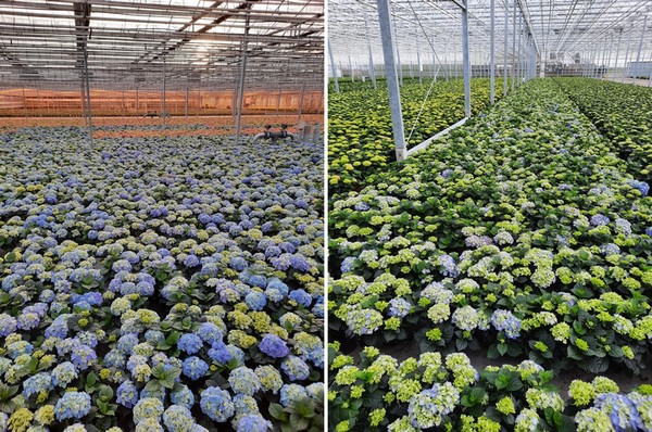 Dutch growers share their 12.5-year journey