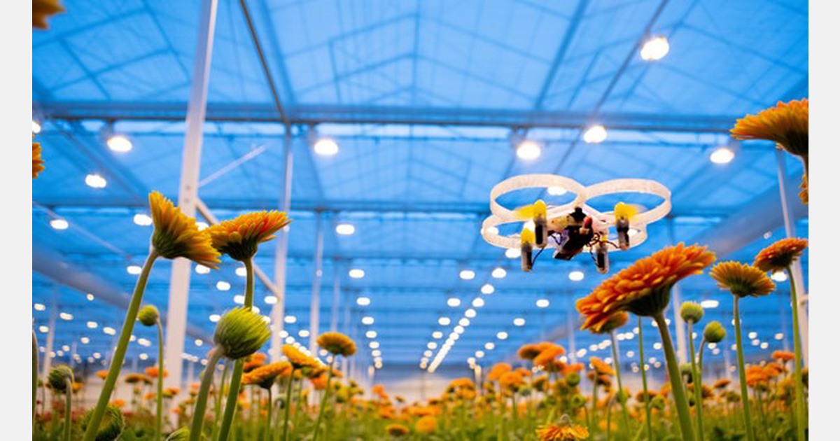 Rollout and further development of smart insect monitor and bat drone