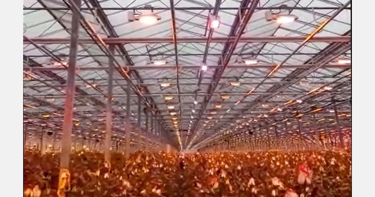 Russian cut roses grower Yug-Agro starts trial with water-cooled LEDs