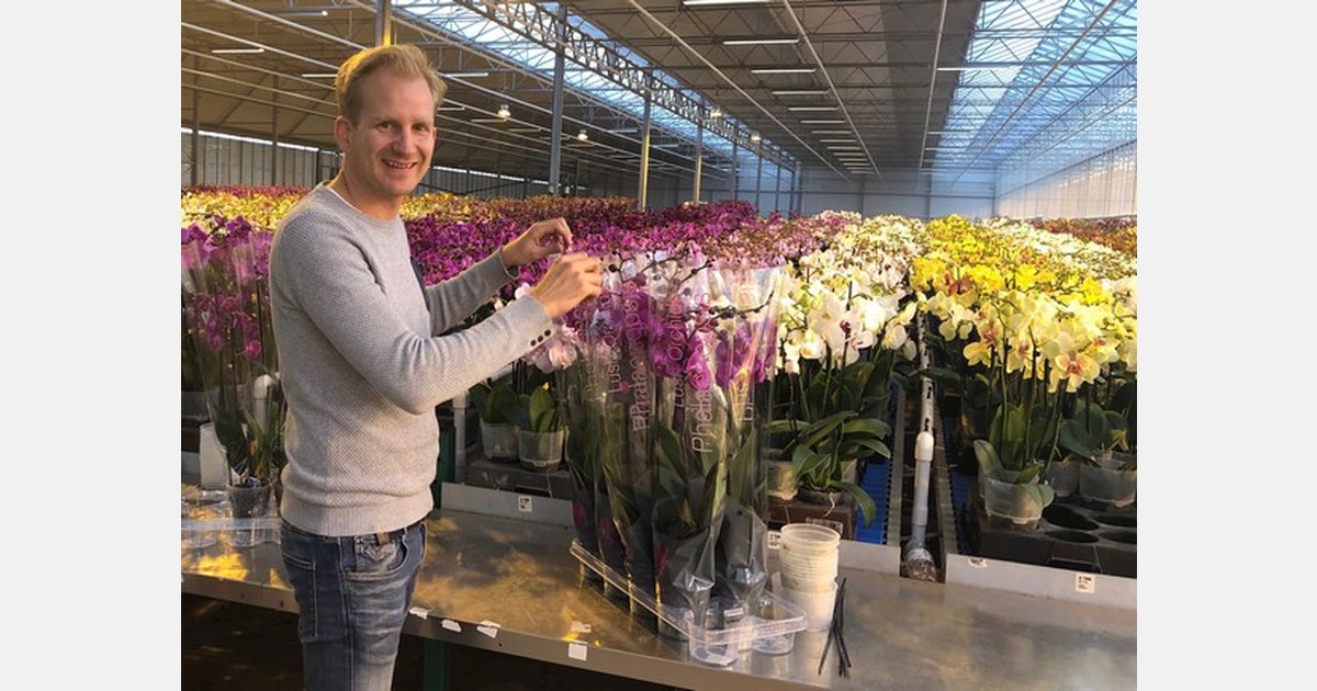 Dutch orchid grower quits because of energy prices