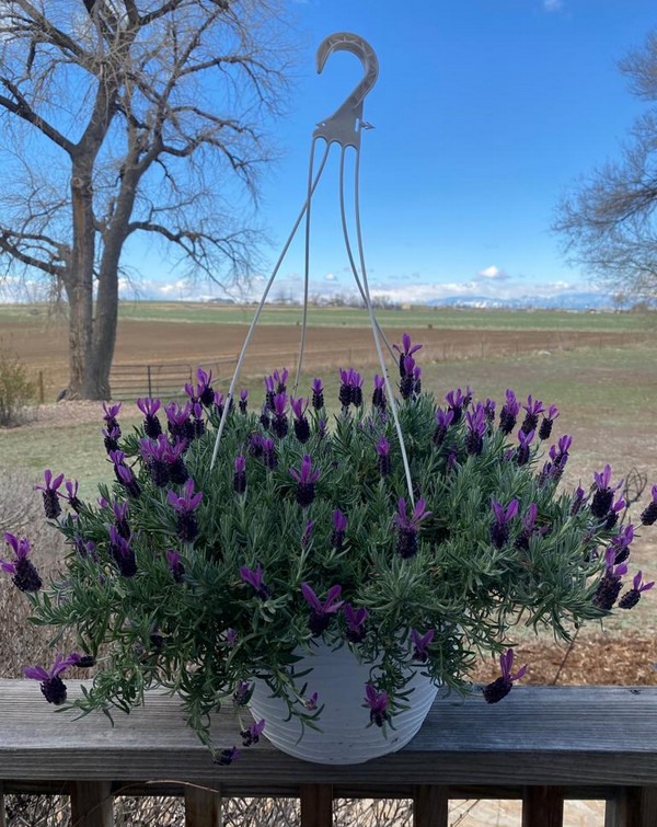 "The only hanging lavender in the world"