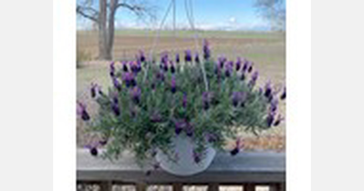 "The only hanging lavender in the world"