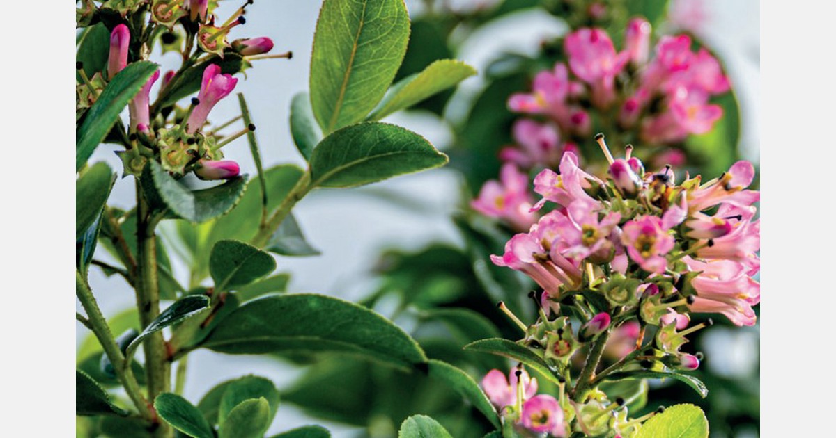 Dutch tree nurseries experience increasing pressure on liquidity