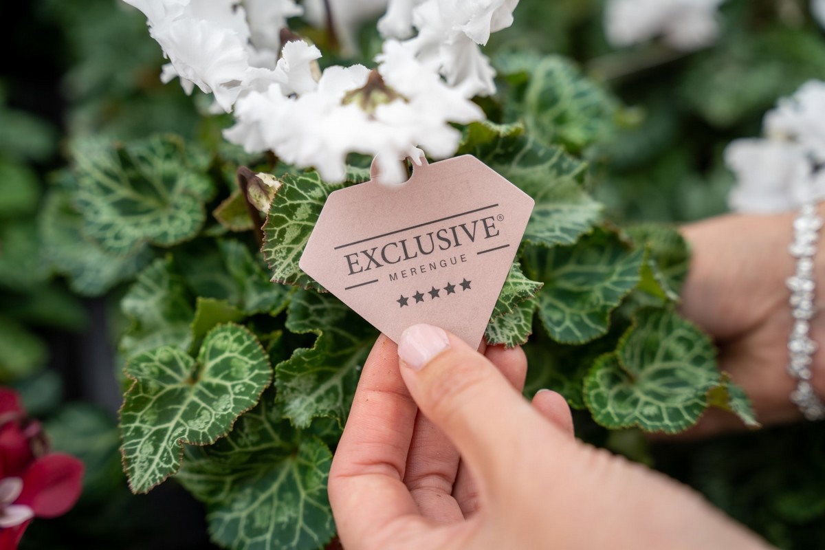 NL: Bergcamp introduces Cyclamen Exclusive