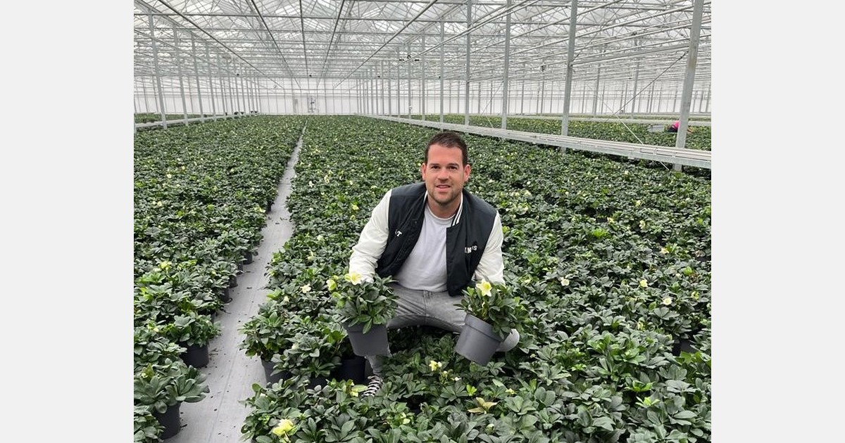 Hoogeveen Plants starts peat-free premium line of hellebores