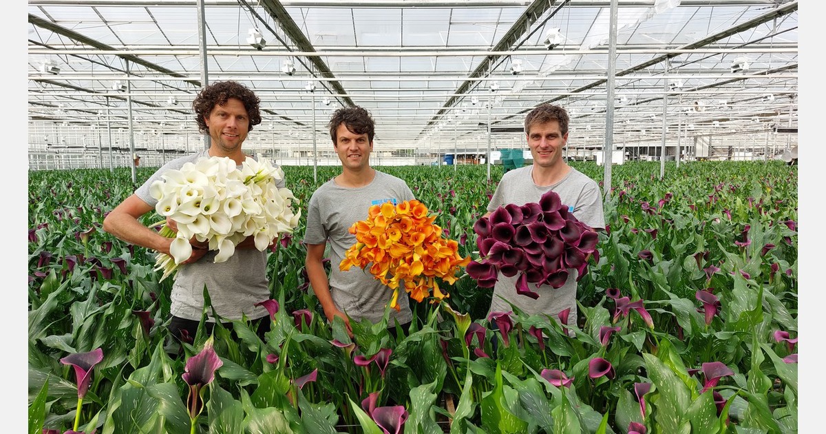 Two Dutch flower nurseries now grow Callas together
