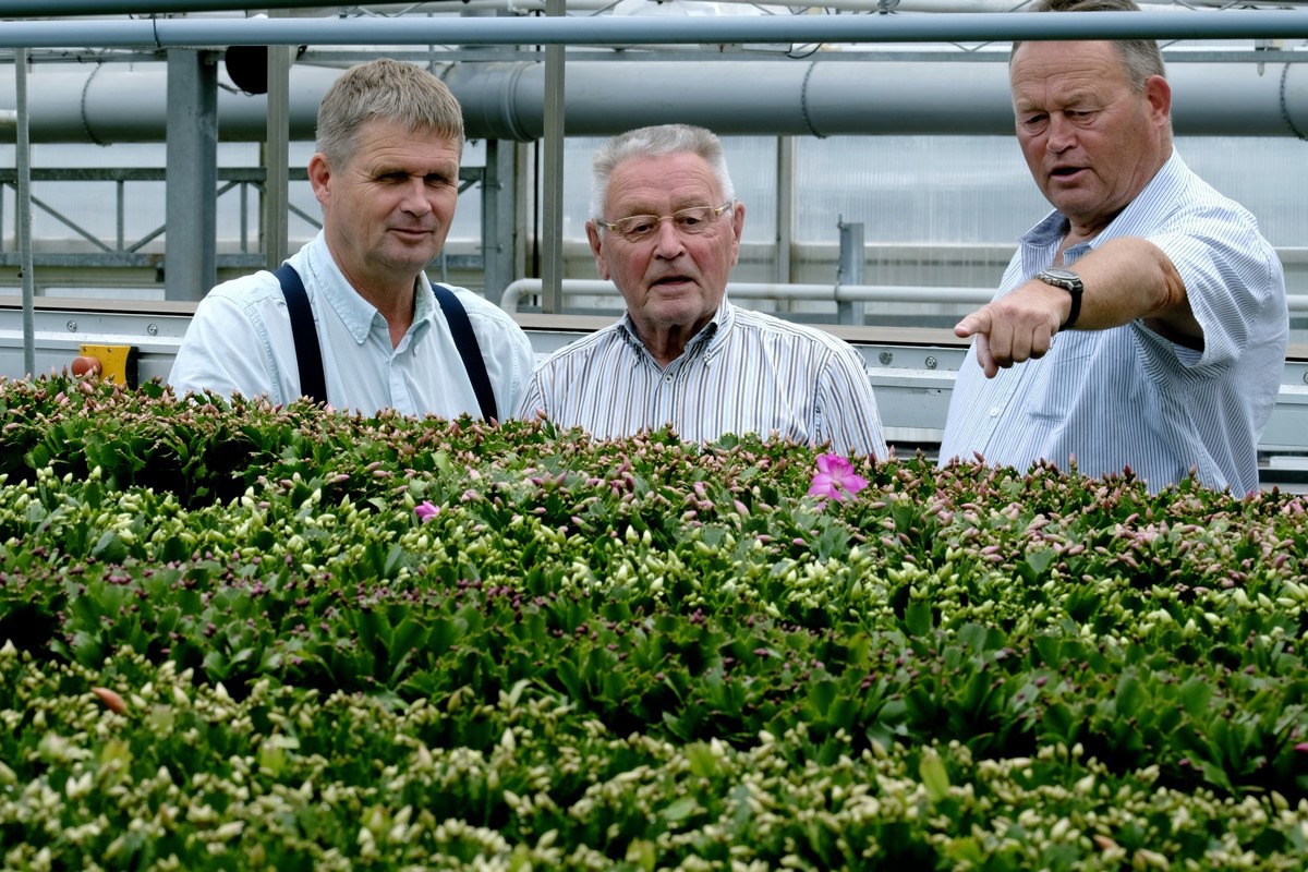 Hofland Flowering Plants to celebrate its 125th anniversary