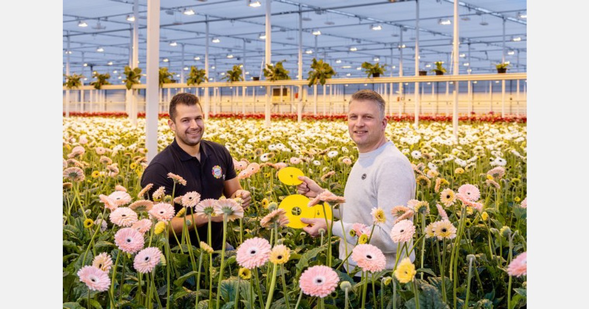 Sticky disc prevents damage ringlegged earwig in gerbera