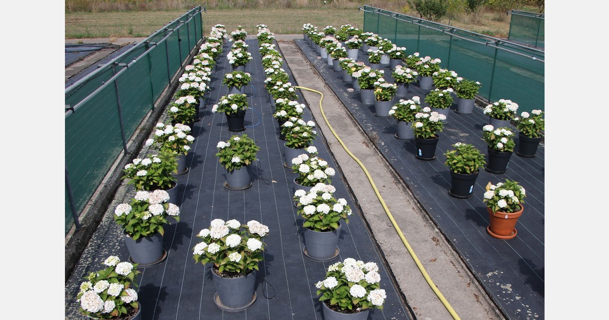 "This pot achieves superior rooting"