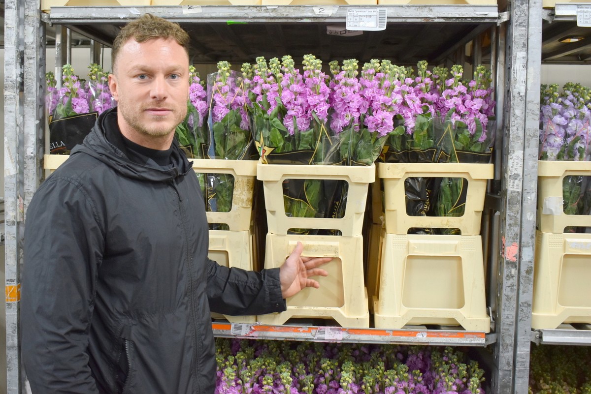 NL: "Starline Flowers steps into a larger coat"