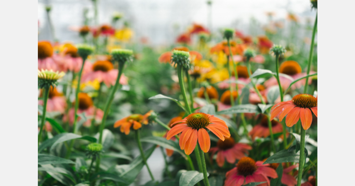 Royal FloraHolland selects Telindus for IT network management