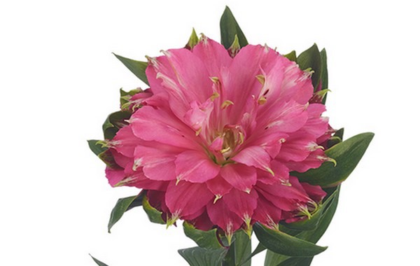 First ever single-flowered alstroemeria grown by Dutch grower
