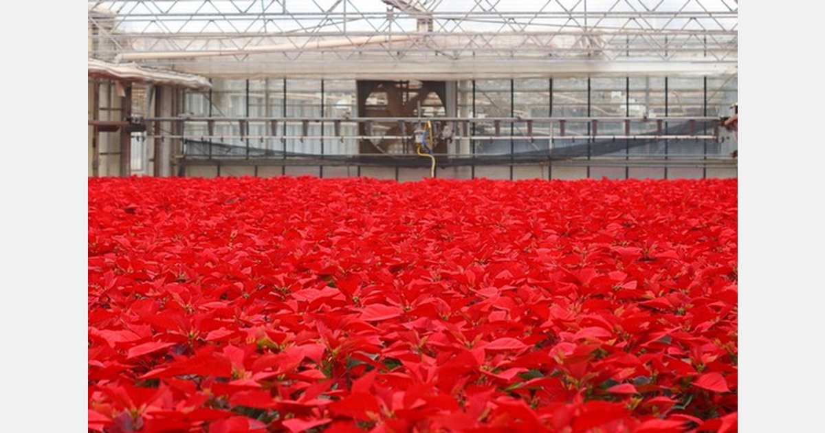 Bags of compost and bulbs from DIY stores contain dangerous multi ...