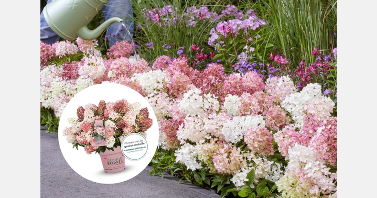 'Groundbreaker Blush' convinces expert jury