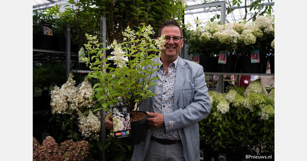 hydrangea paniculata confetti