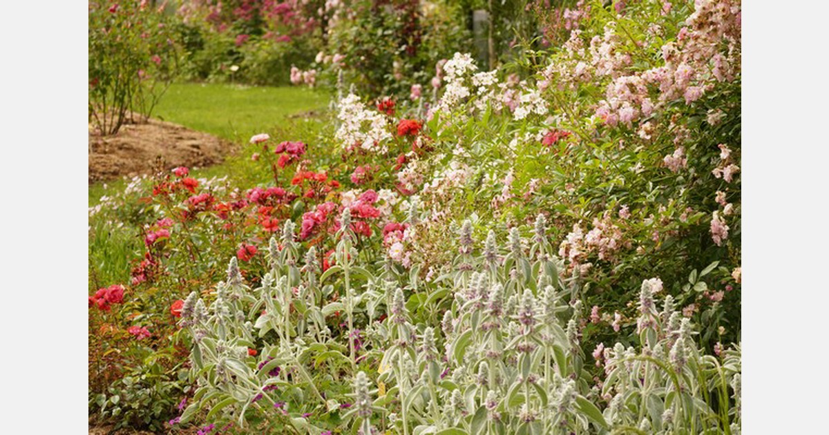 Meise botanical garden becomes judging location for Excellence Roses