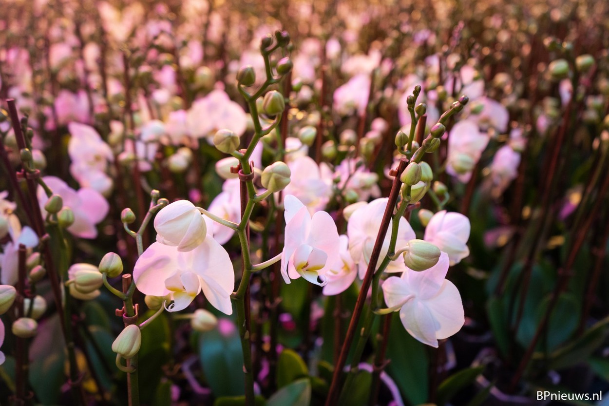 "This is a revolution in the world of orchid sticks"