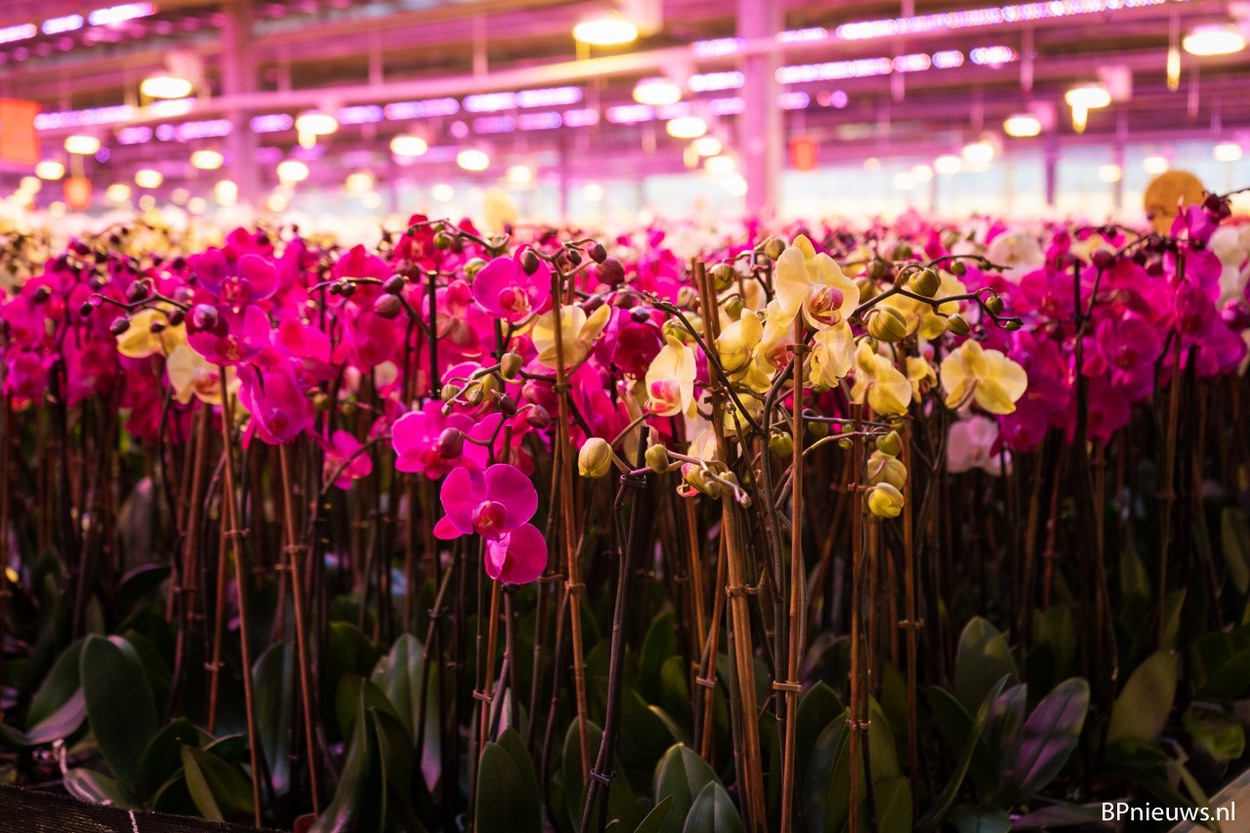 "This is a revolution in the world of orchid sticks"