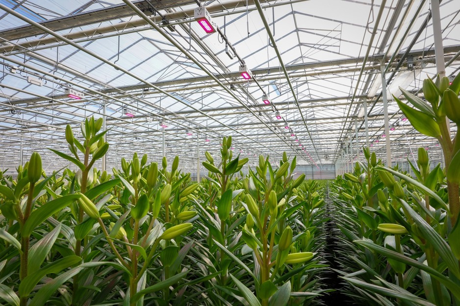 "This summer, all of Bredefleur is in full LED"