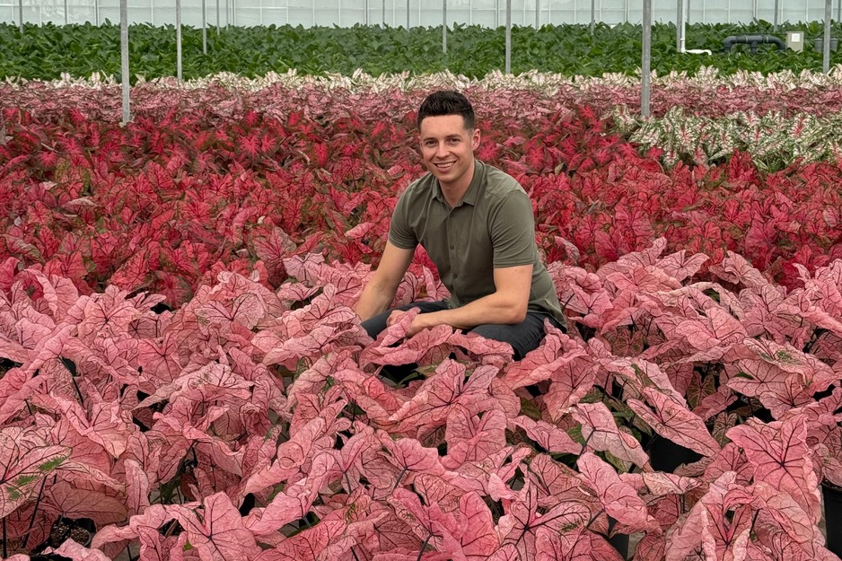 From a bright pink plant in the jungle to largest caladiums on the market