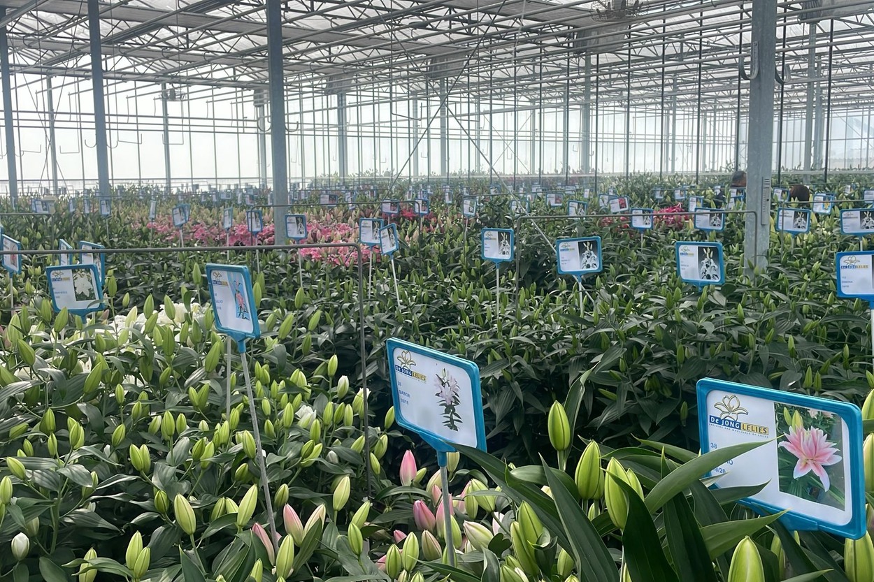 Dutch Lily Days begin: high expectations for double-flowered lilies