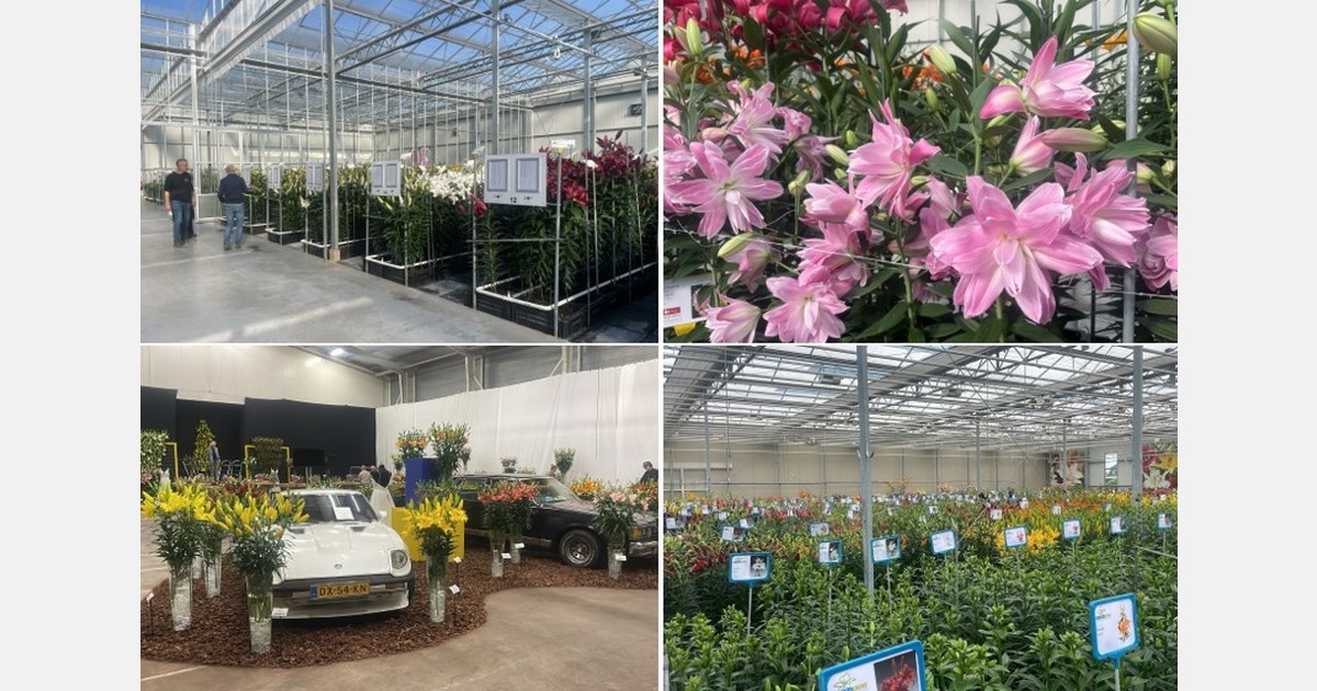 Dutch Lily Days begin: high expectations for double-flowered lilies