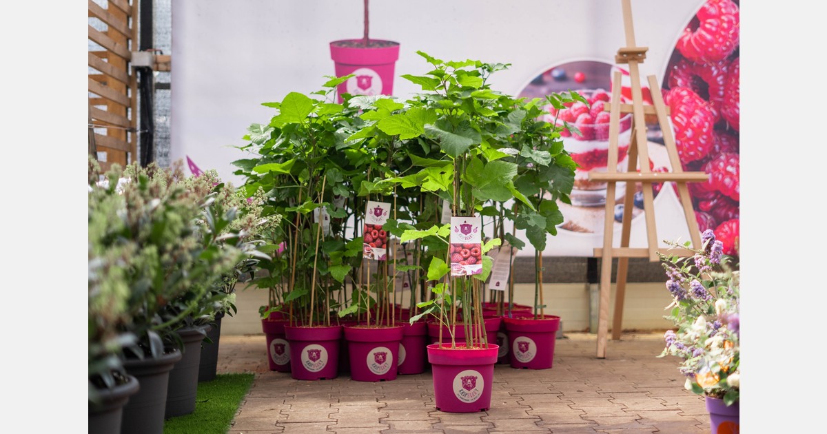 Raspberries at back-friendly height