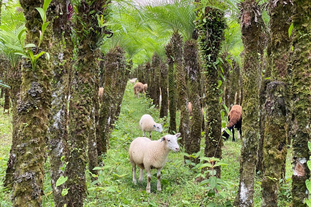 Costa Rica: Growing leafy greens among 700 grazing sheep