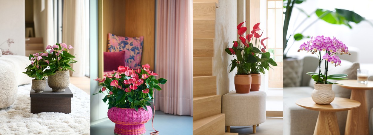 Four Awards for Anthura at New Plant Awards