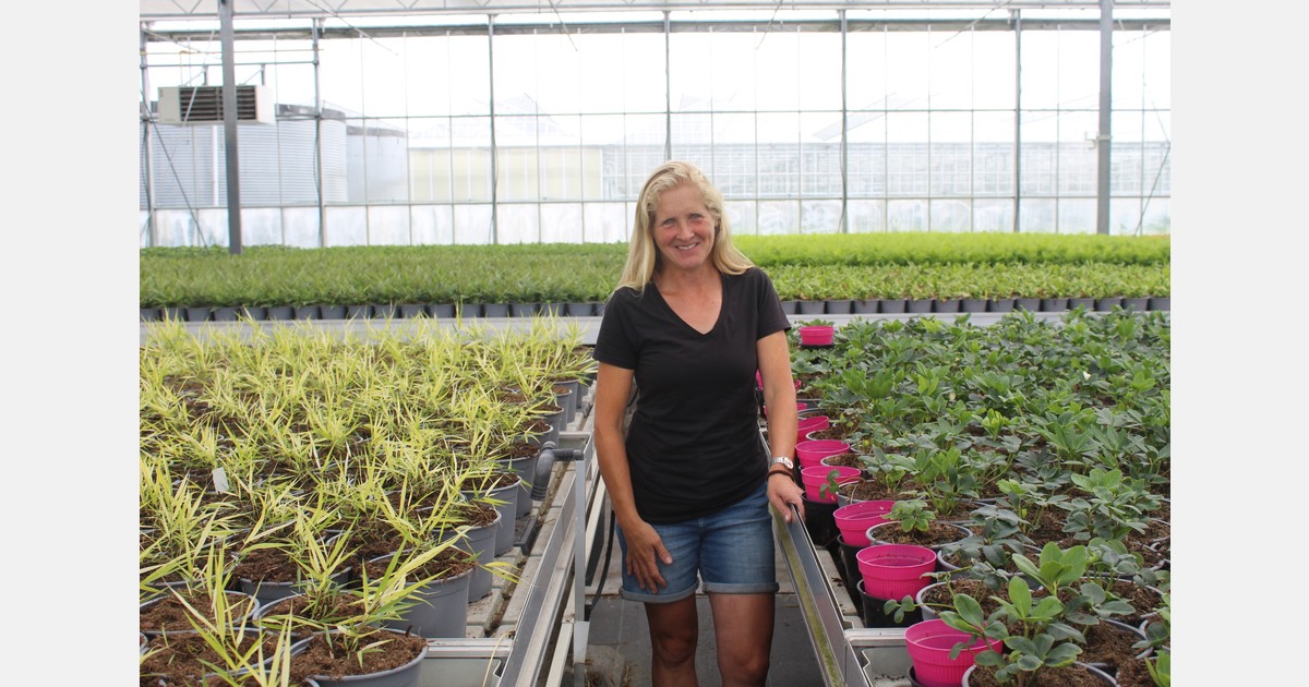 Using spiders as natural crop protection