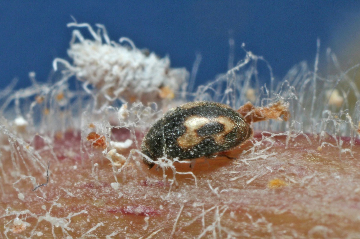 Successful practical research on Nephus predatory beetle against mealybugs