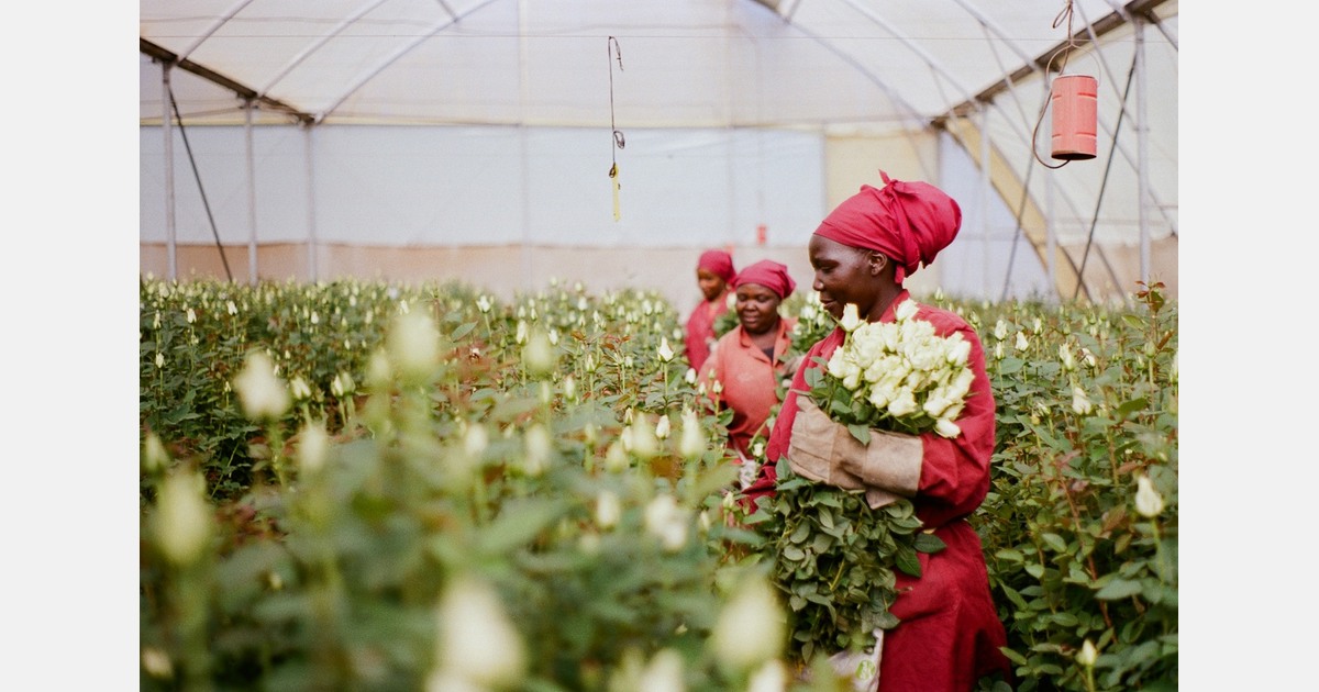 “There is often still the idea that local flowers are better for the ...