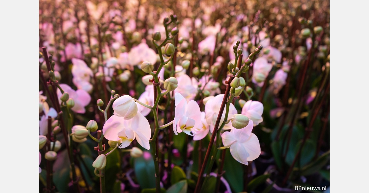 US: Orchid breeder Paul Gripp passes away at 93