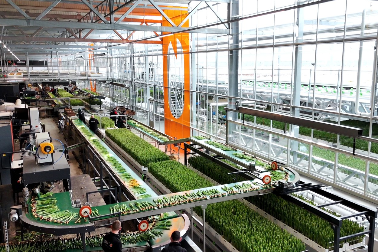 KG Systems and Technison main sponsors of Tulip Day in Amsterdam