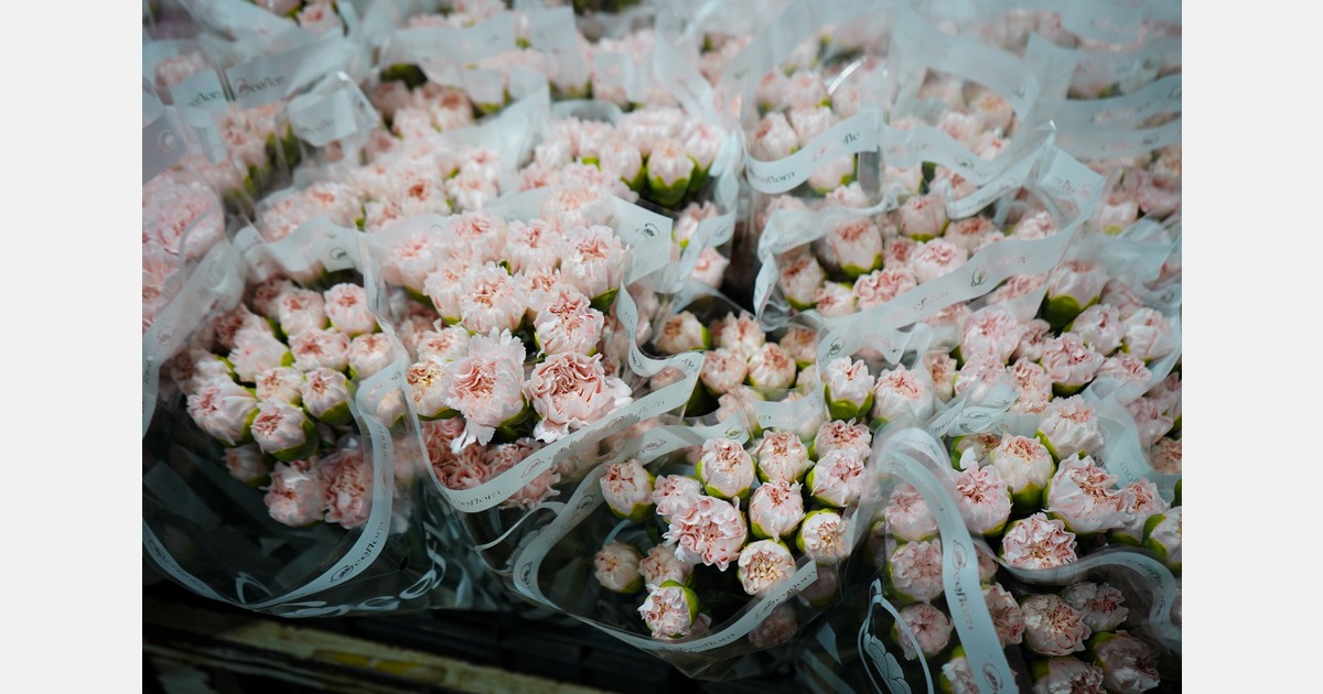 Hamburg flower wholesaler with 129 years of history goes bankrupt