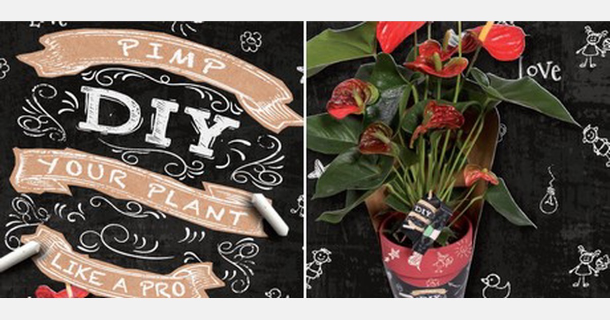 Netherlands: PostPlants is launching DIY anthurium 'Pimp Your Plant'