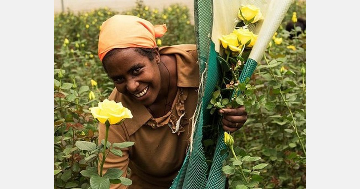 Ethiopia: Minaye Flowers grows environmentally-friendly roses