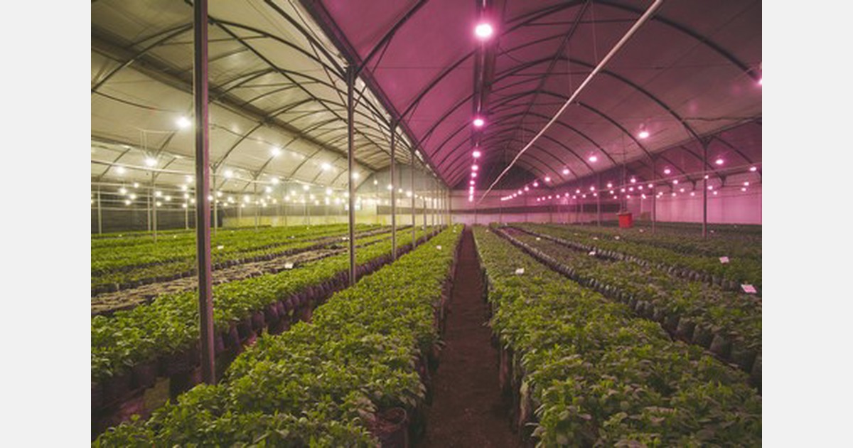 Philips Lighting introduces next-gen energy efficient LED flowering lamps