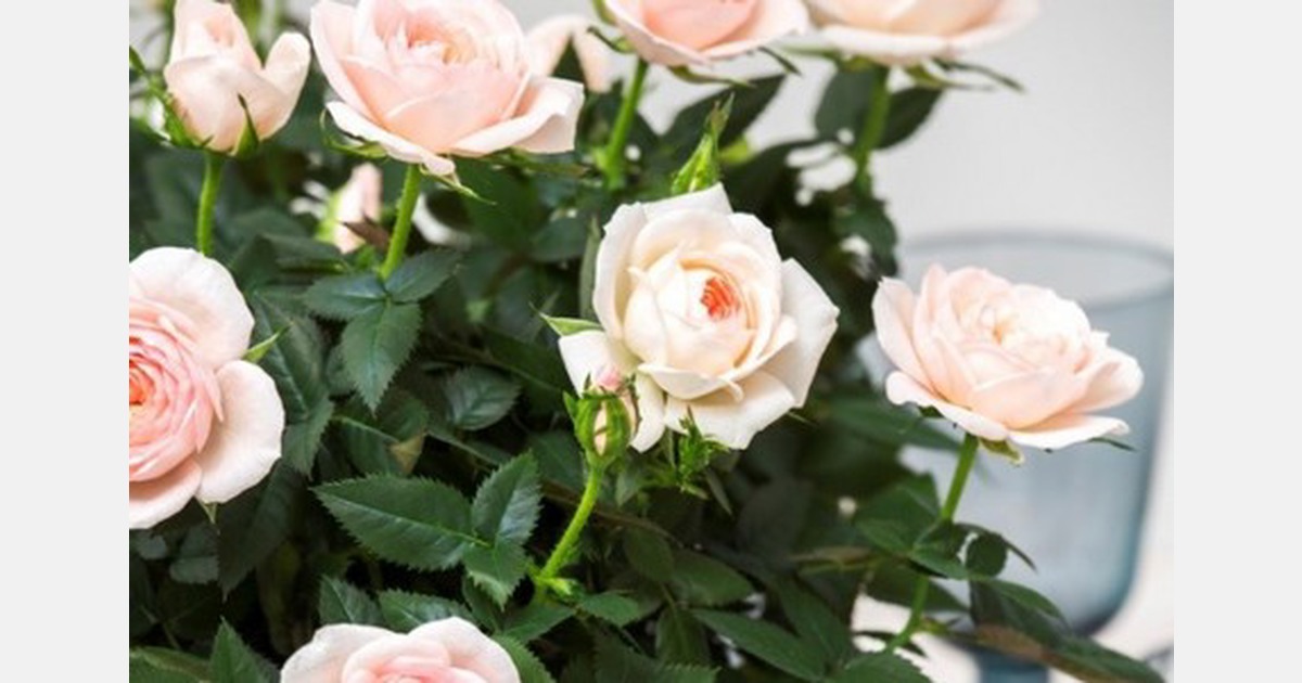 RosAroma: scented potrose with long flowering period