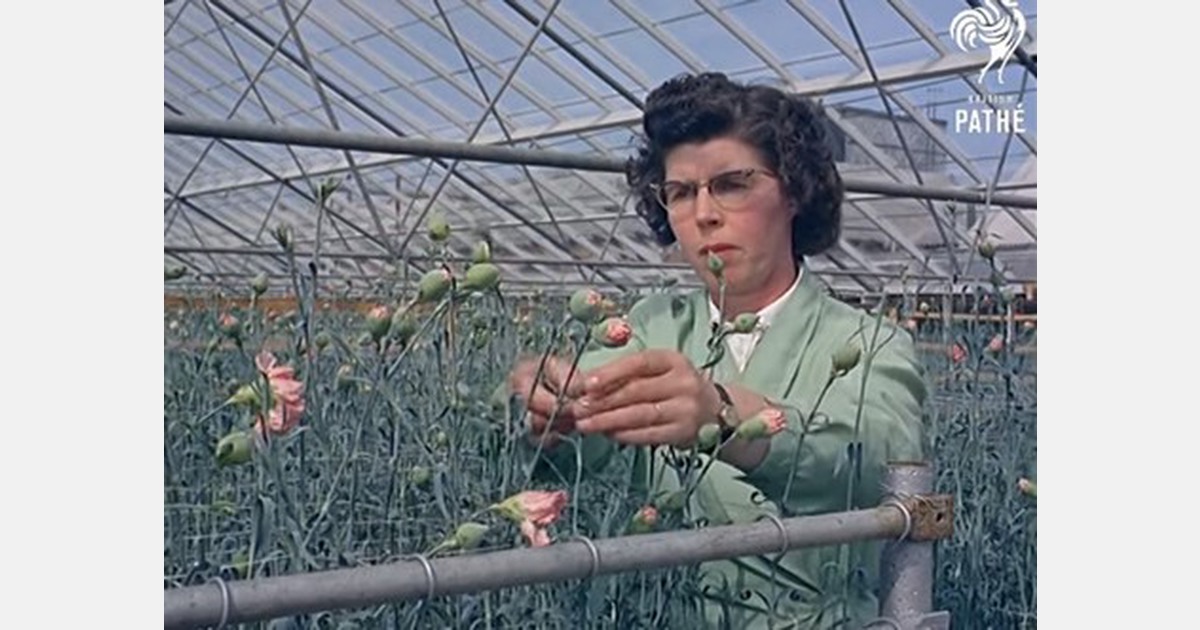 A celebration of carnation history